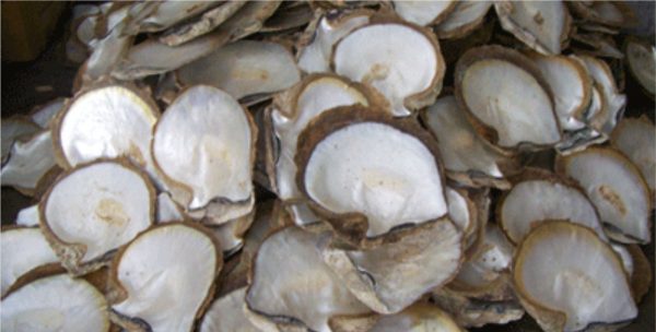 Concha de nacar – Productos Naturales en Materia Prima
